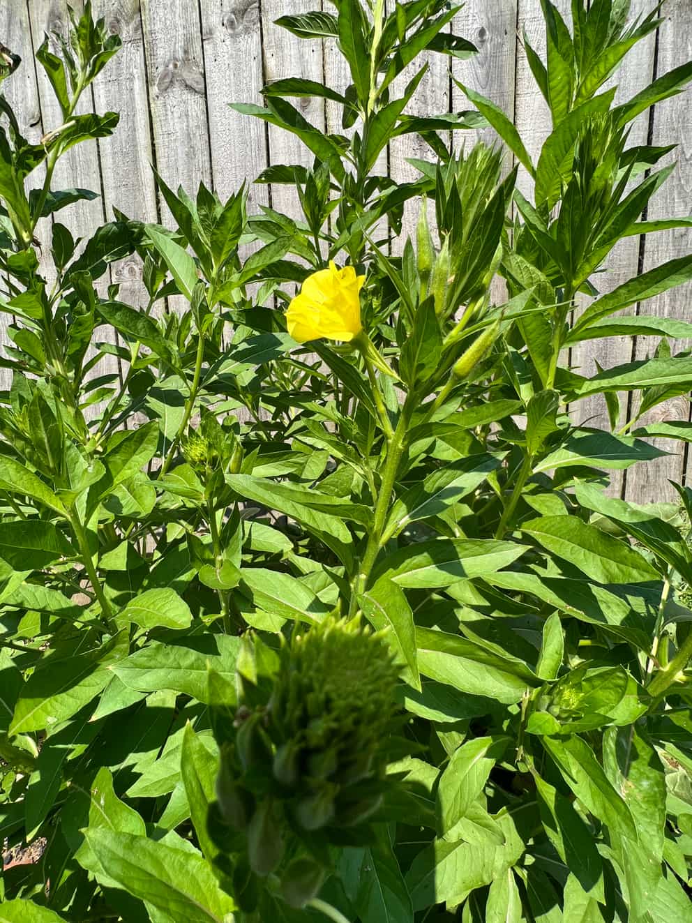 Evening Primrose - FRESH - Buy Online | Foraged