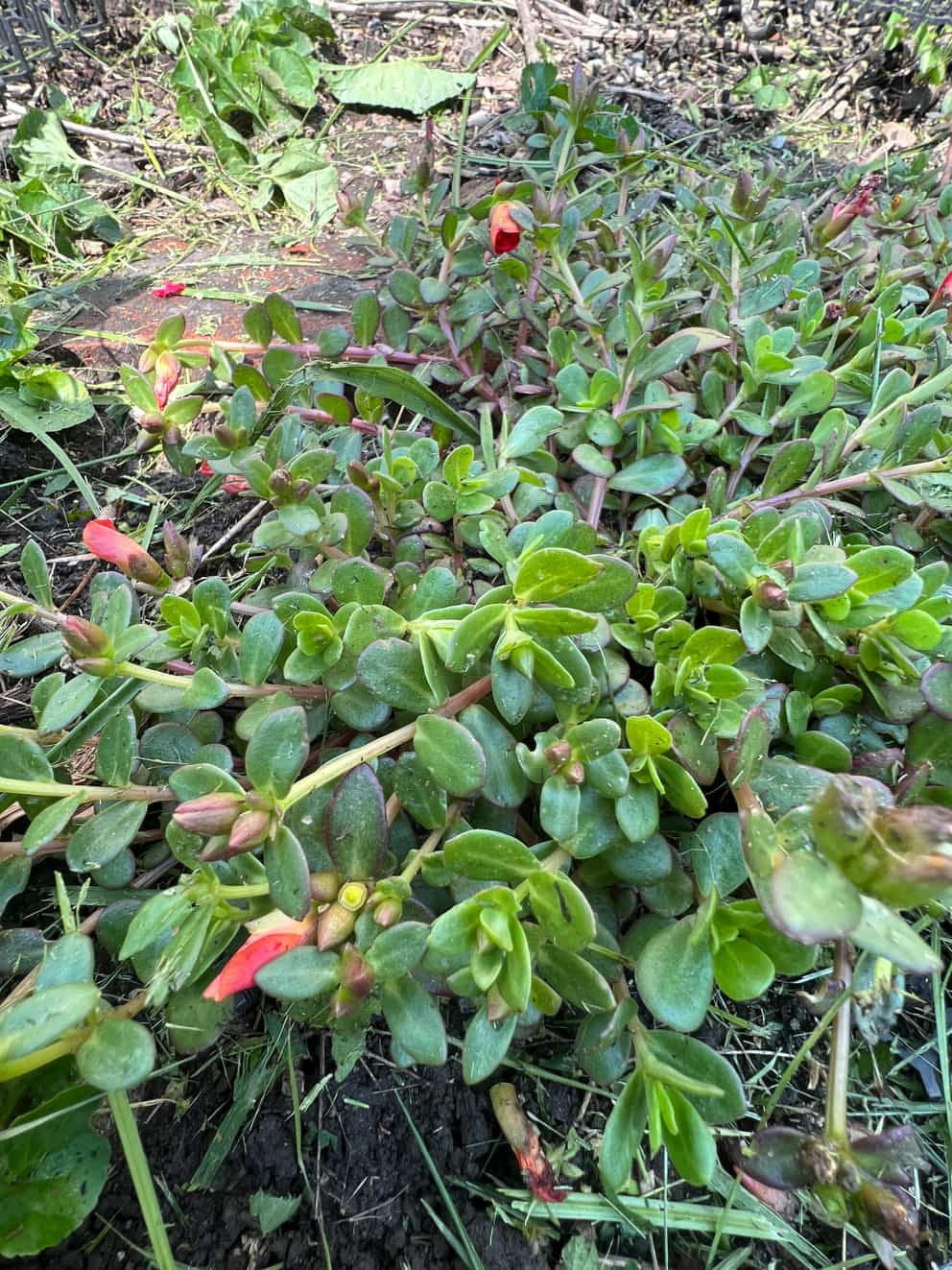 Purslane, fresh greens - Buy Online | Foraged