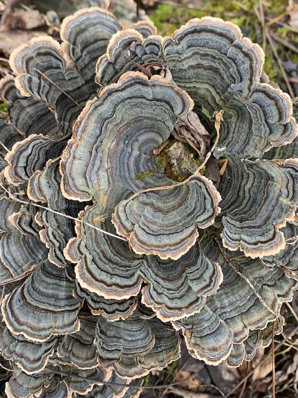 Wild Foraged Turkey Tail-Ground - Buy Online | Foraged