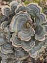 Wild Foraged Turkey Tail-Ground - Foraged