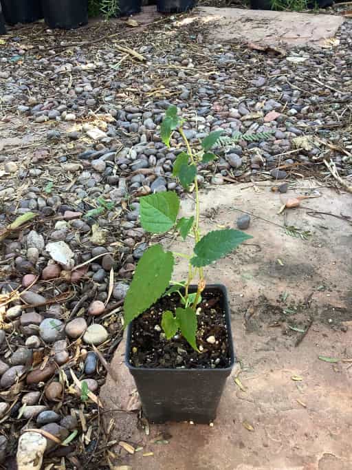 Red Mulberry (Morus rubra) Tree - Buy Online | Foraged