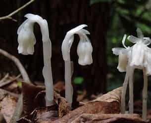 Wild Foraged Double Extracted Indian Pipe Tincture - Buy Online | Foraged