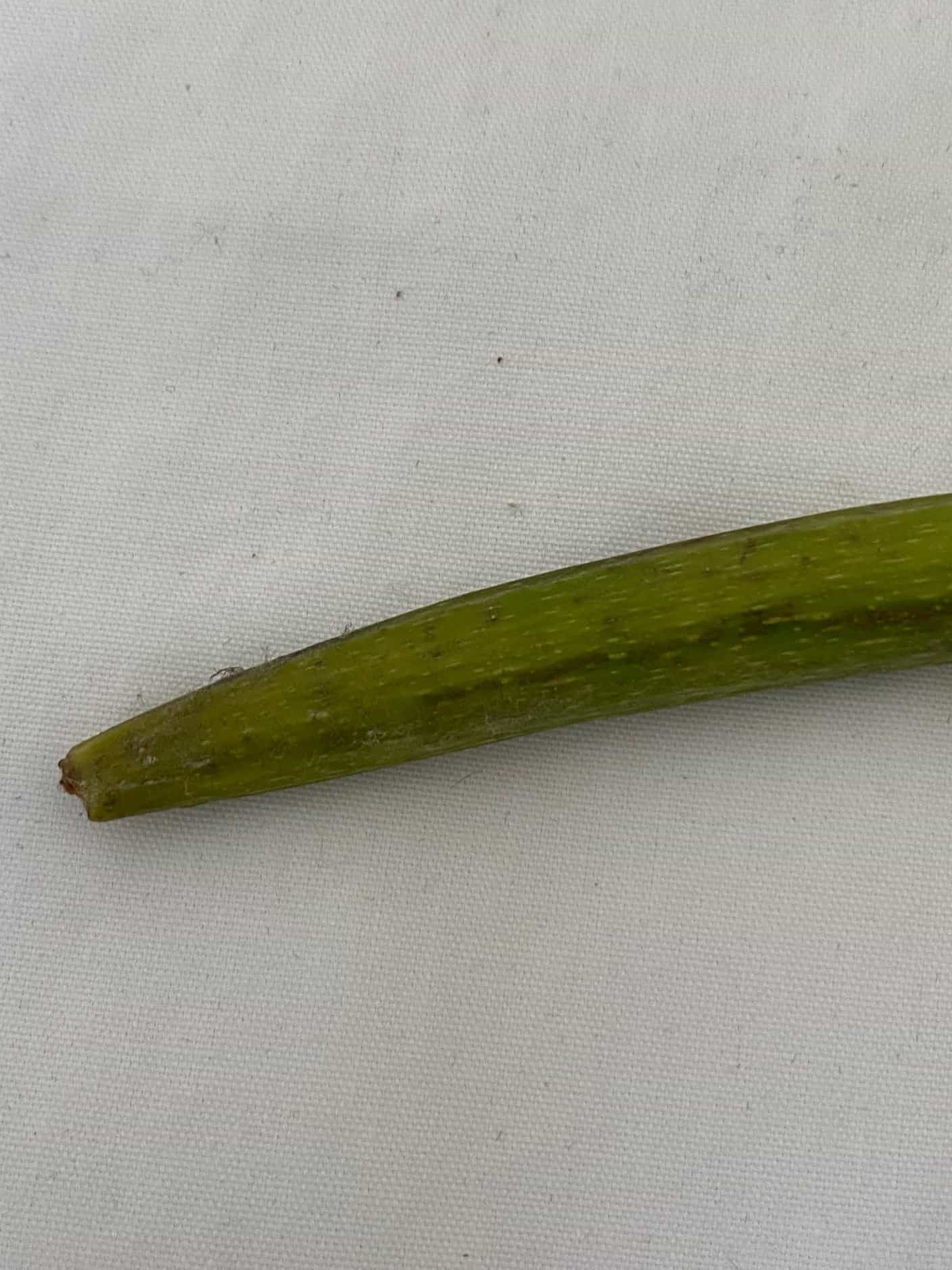 Catalpa tree seed pods - Buy Online | Foraged