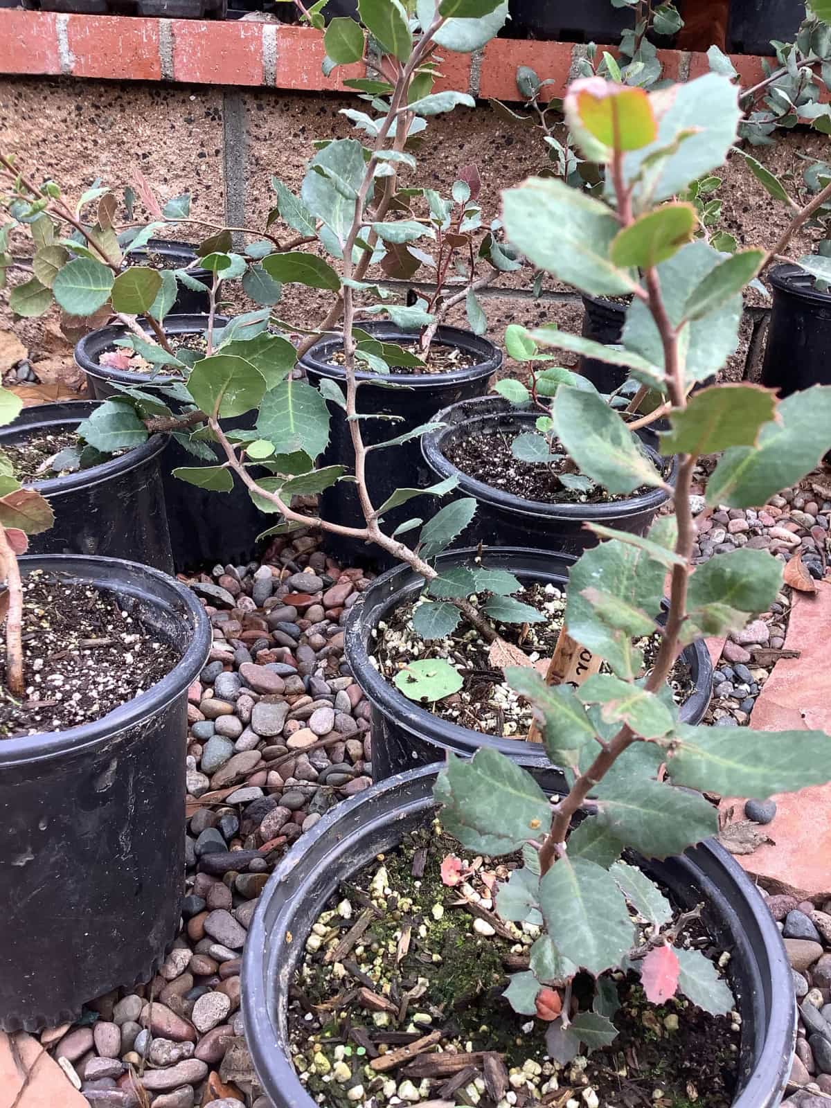 Lemonade Berry Rhus integrifolia Plant - Buy Online | Foraged