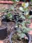 Lemonade Berry Rhus integrifolia Plant - Buy Online | Foraged