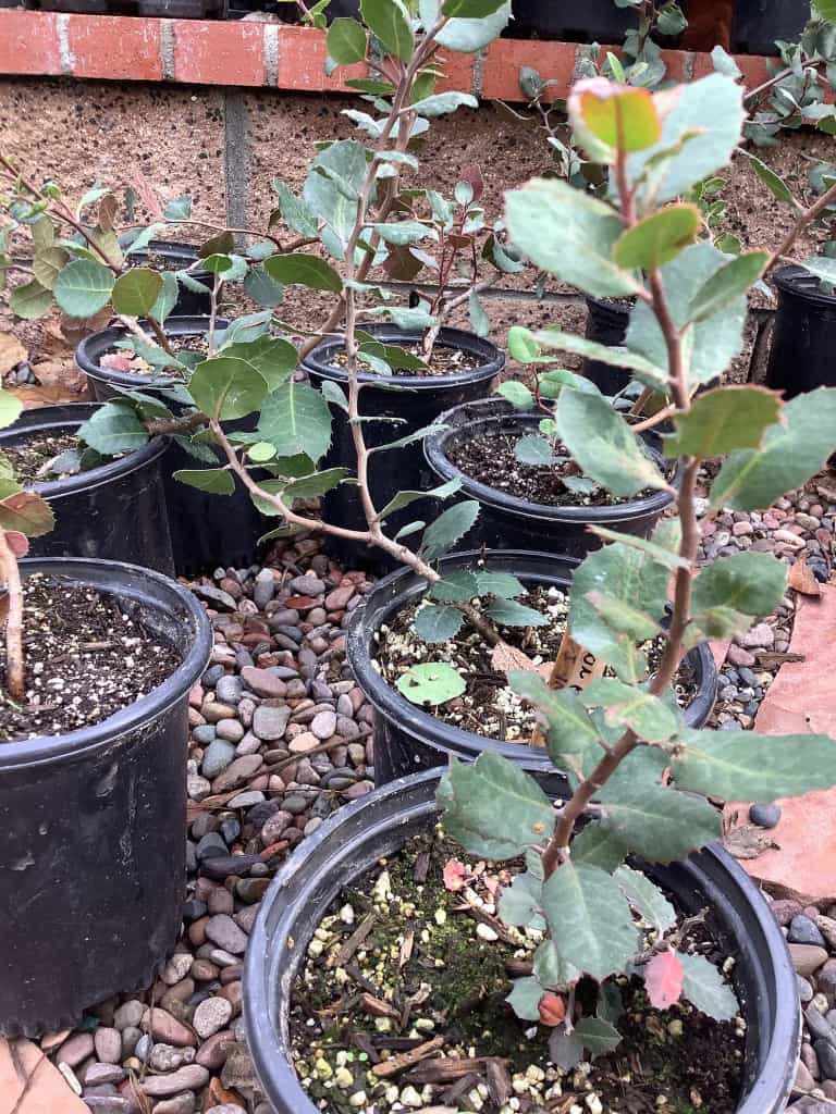 Lemonade Berry Rhus integrifolia Plant - Buy Online | Foraged