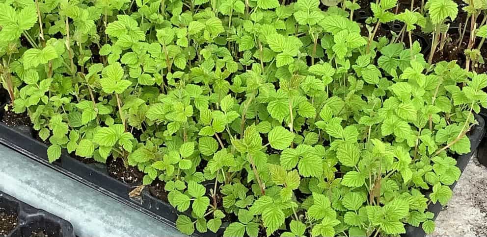 1 Triple Crown Thornless Blackberry Plant - Buy Online | Foraged