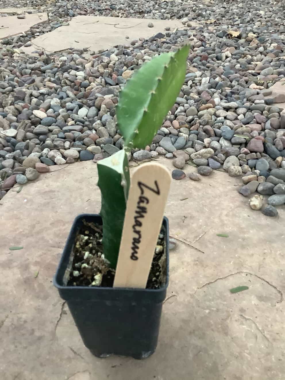 1 Zamarano Dragon Fruit Rooted Plant - Buy Online | Foraged