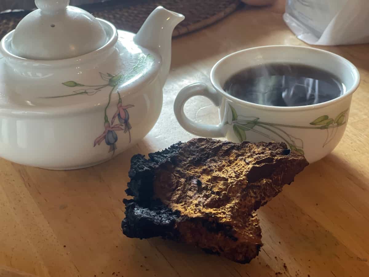 2023 Birch Chaga Mushroom Chunks Pennsylvania Wild Winter Harvested ...