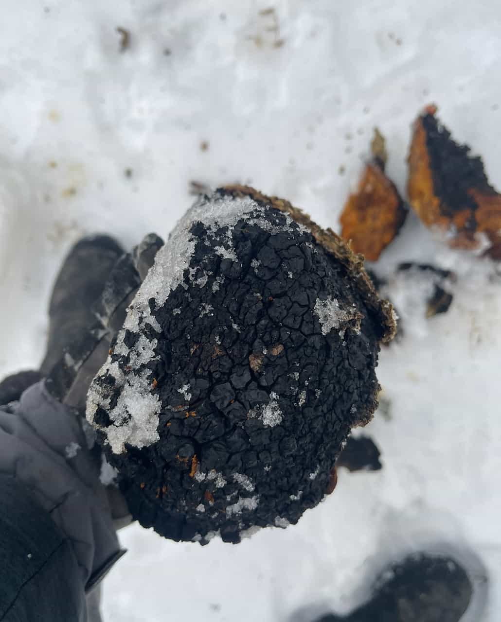 2023 Birch Chaga Mushroom Chunks Pennsylvania Wild Winter Harvested ...