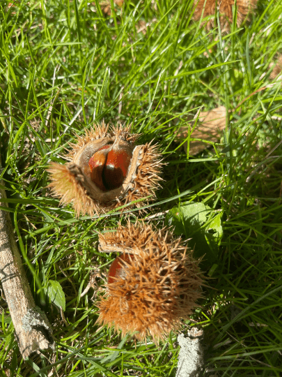 8oz Wild Foraged Organic Chinese Sweet Chestnuts | Hand gathered ...