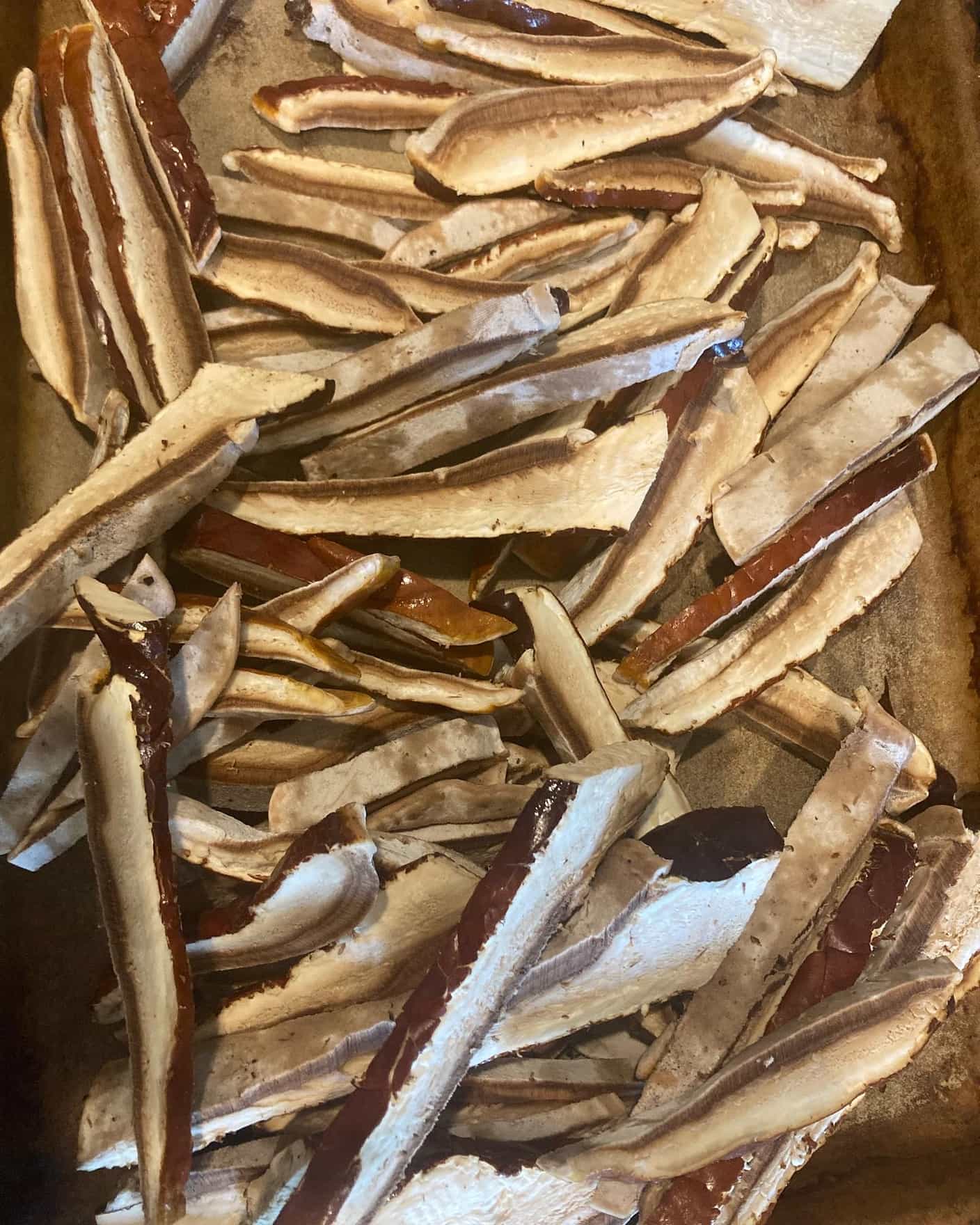 Wild Reishi (8oz dried) - Buy Online | Foraged