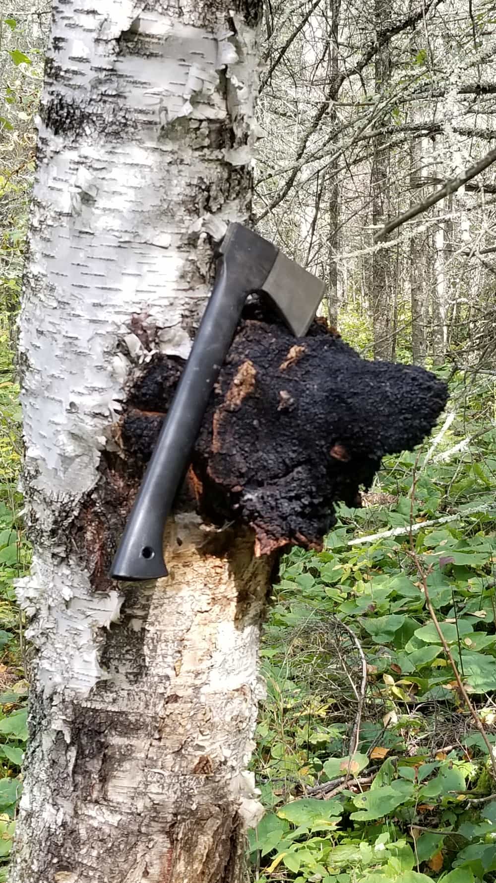 Ground Chaga - Buy Online | Foraged
