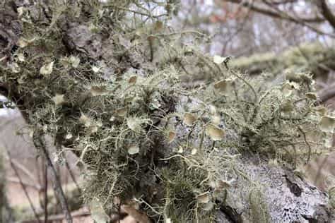 Foraged | The Marketplace for Wild & Specialty Food