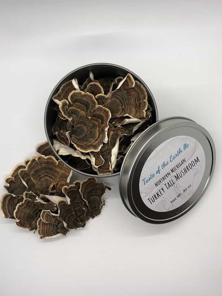 Turkey Tail Mushroom - Dried - Foraged