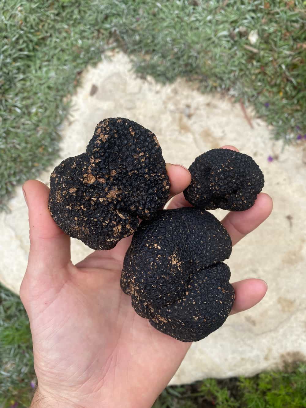 Black Summer Truffles (Tuber aestivum) - Buy Online | Foraged