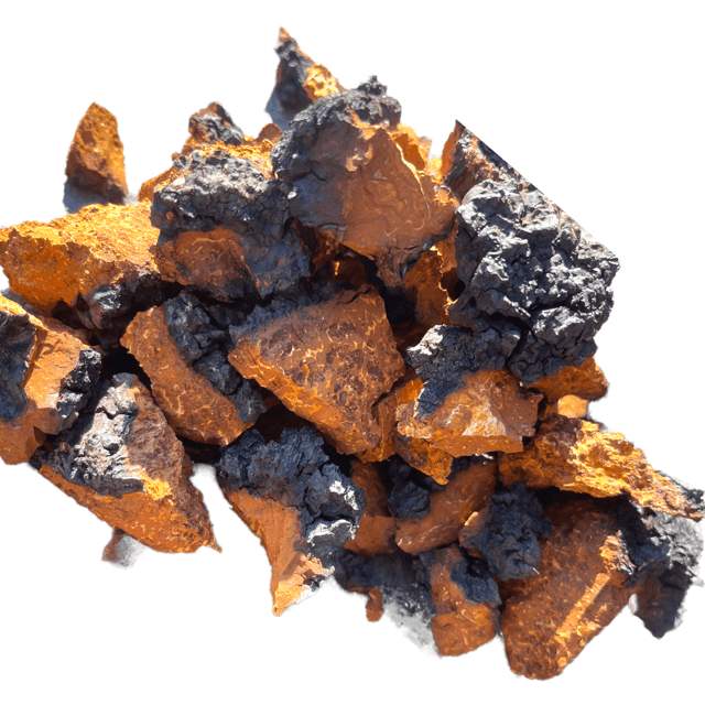 2023 Birch Chaga Mushroom Chunks Pennsylvania Wild Winter Harvested ...