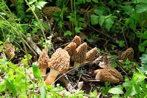 Morel Outdoor Mushroom Kit - Buy Online | Foraged