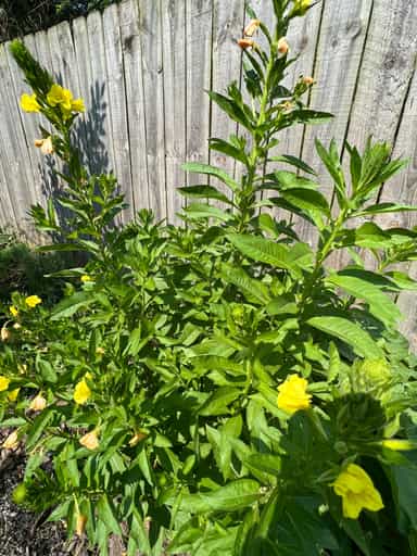 Evening Primrose - FRESH - soon to bloom - Buy Online | Foraged