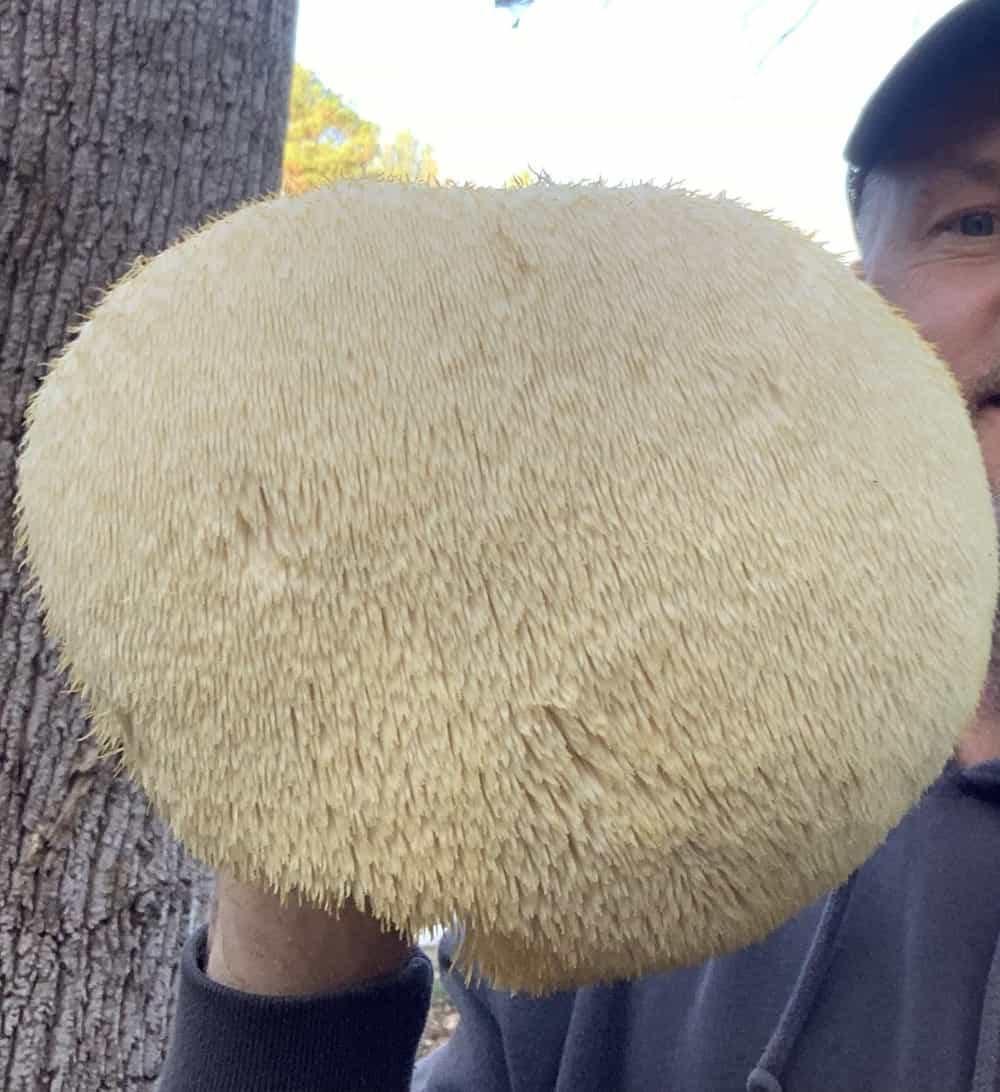 Wild Foraged Lions Mane Double Extracted Tincture - Buy Online | Foraged