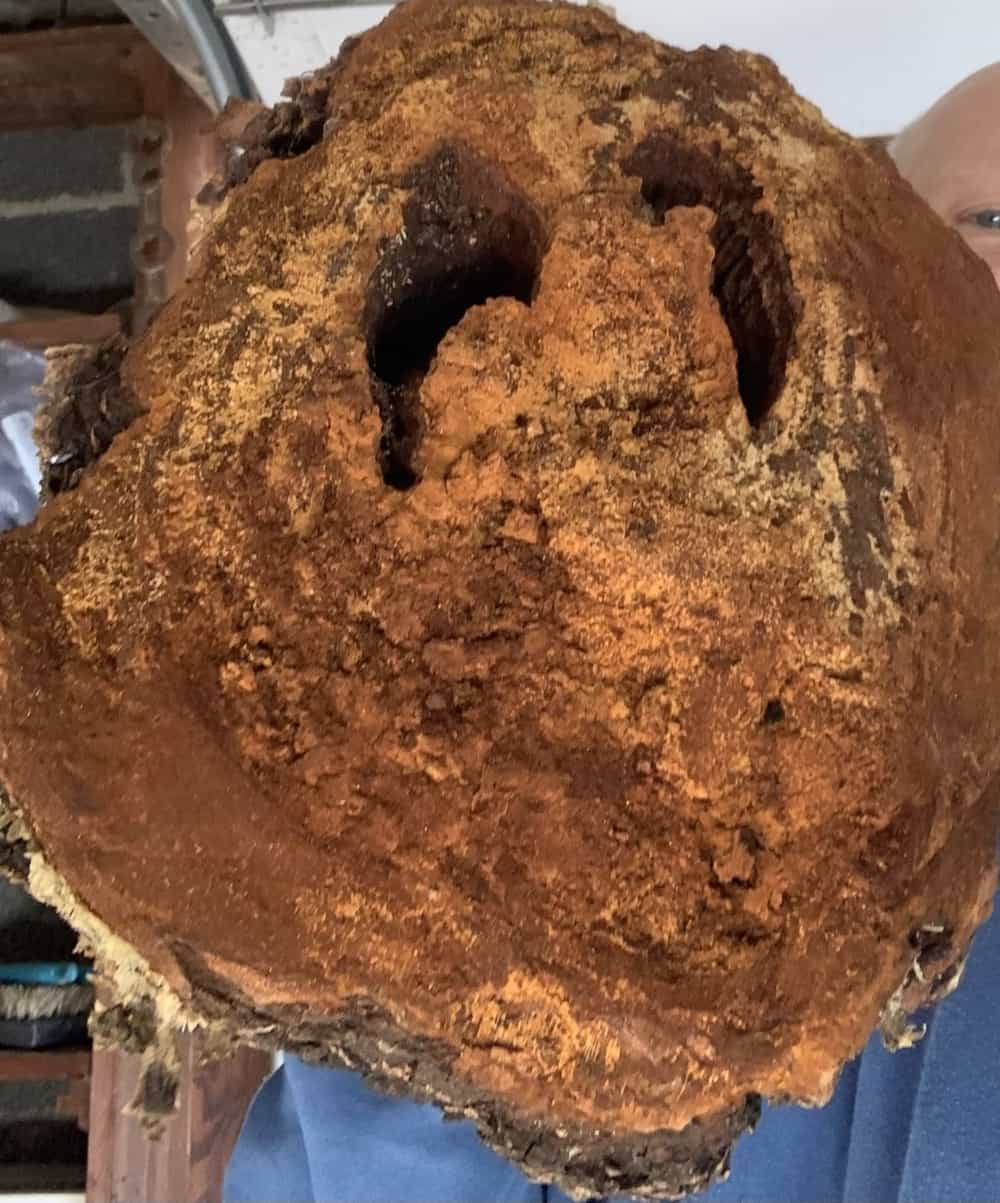 Wild Foraged Chaga Chunks - Buy Online | Foraged