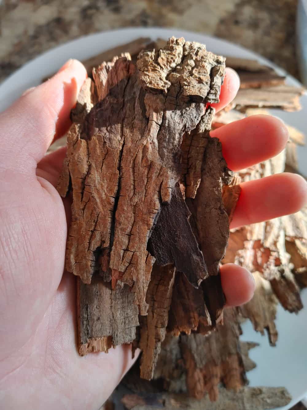 Shagbark Hickory Bark - Buy Online | Foraged