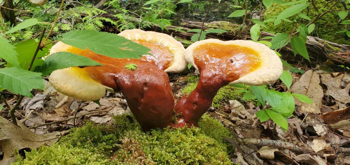 Whole Choice Dry Wild Ethically Harvested REISHI Ganoderma Tsugae Lingzhi Mushroom of ...