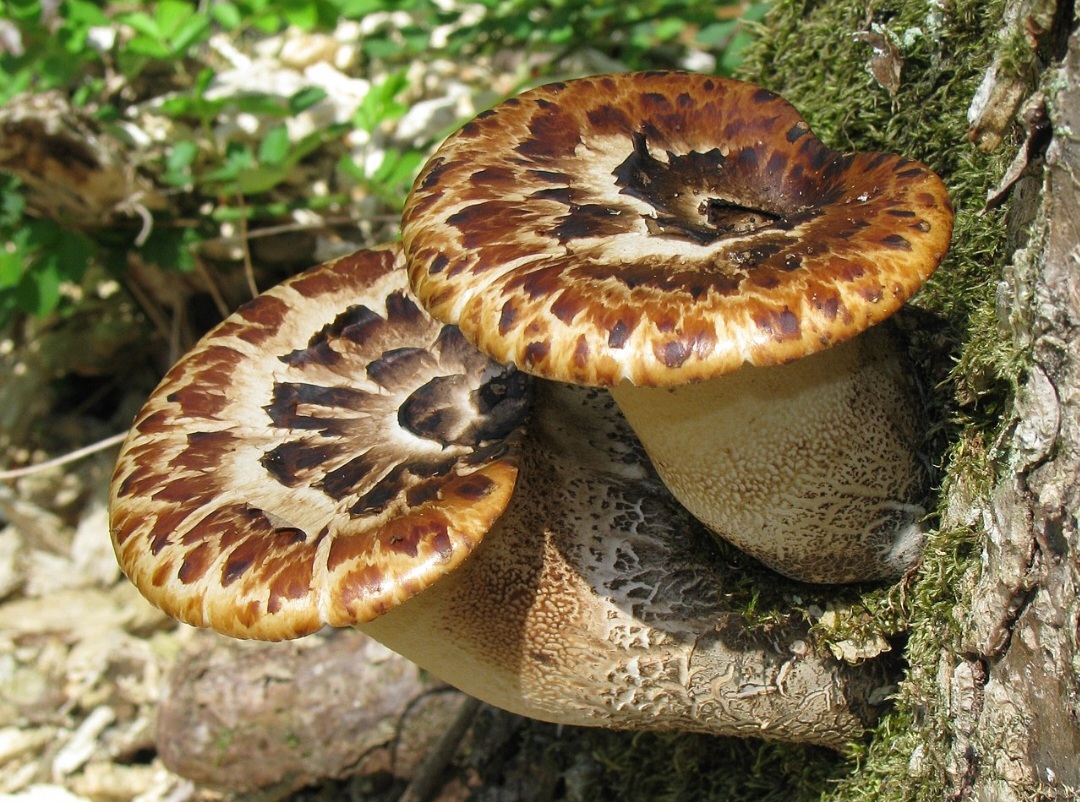 Pheasant's Back Mushroom/ Dryad's Saddle - Buy Online | Foraged