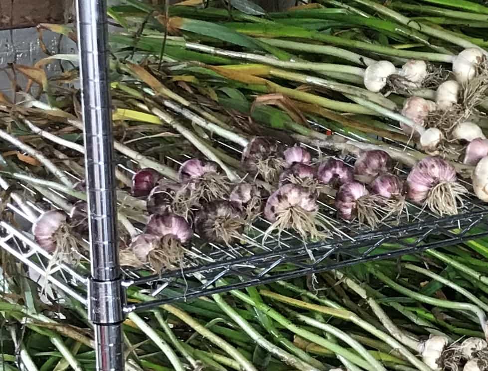 German Red Garlic - Buy Online | Foraged