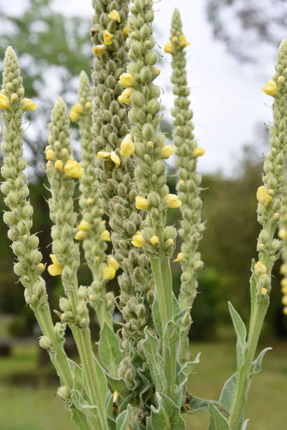 Mullein Leaf and Buds - Fresh still available for a limited time ...