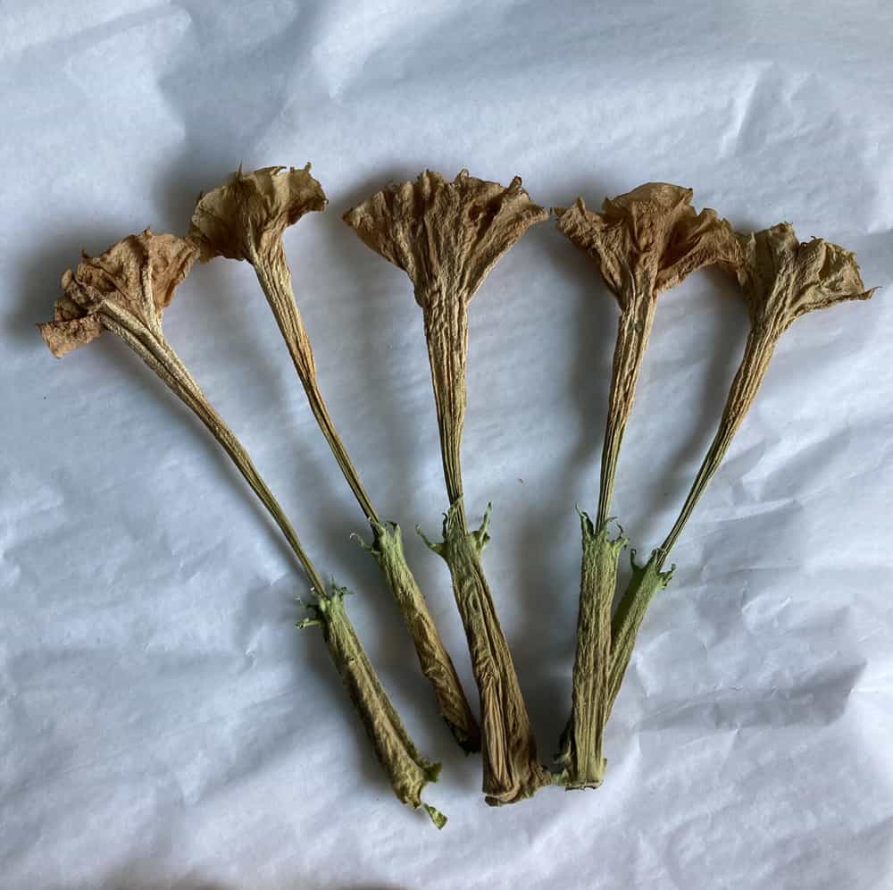 Datura Inoxia Flowers 25 Count 10g+ Dried Moonflower Thornapple Incense ...