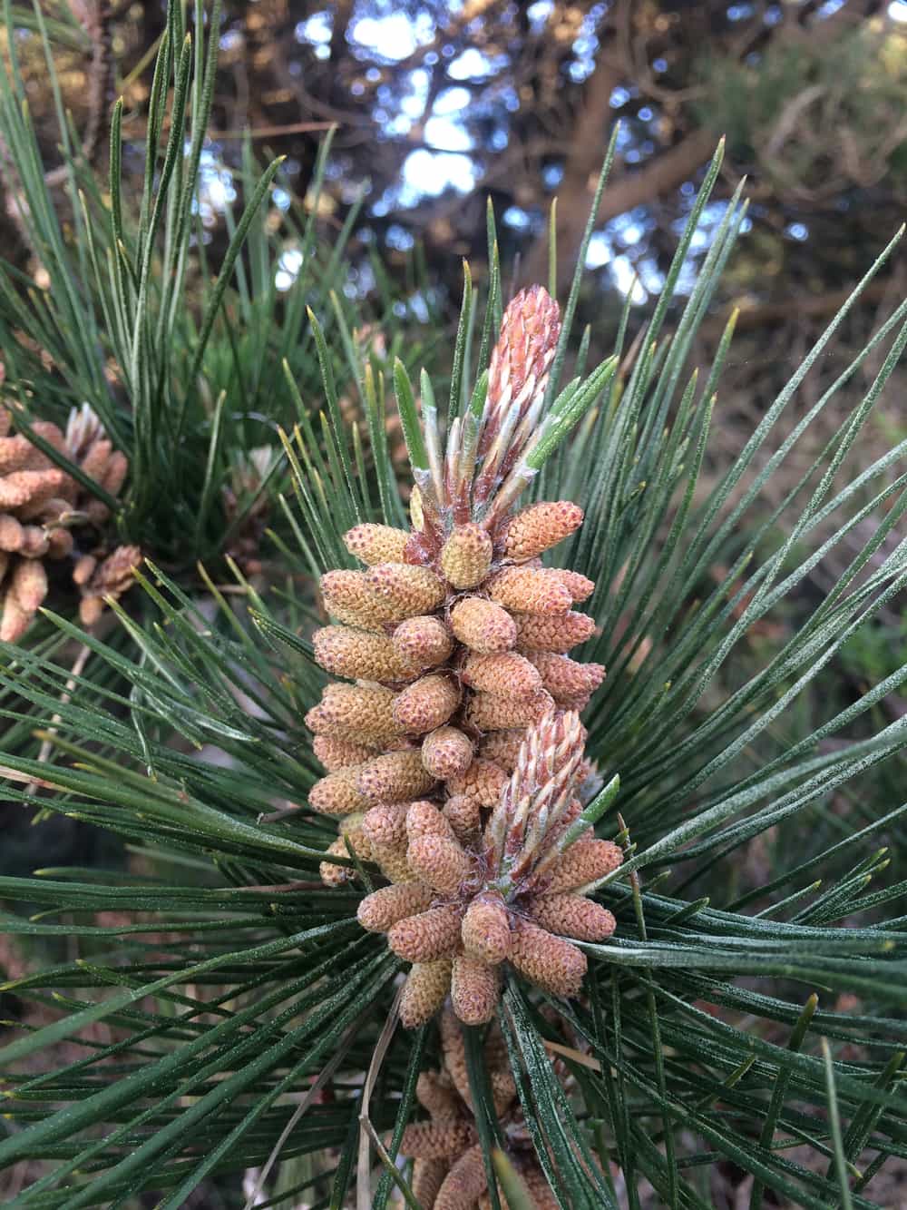 California Foraged Pine Pollen - Buy Online | Foraged