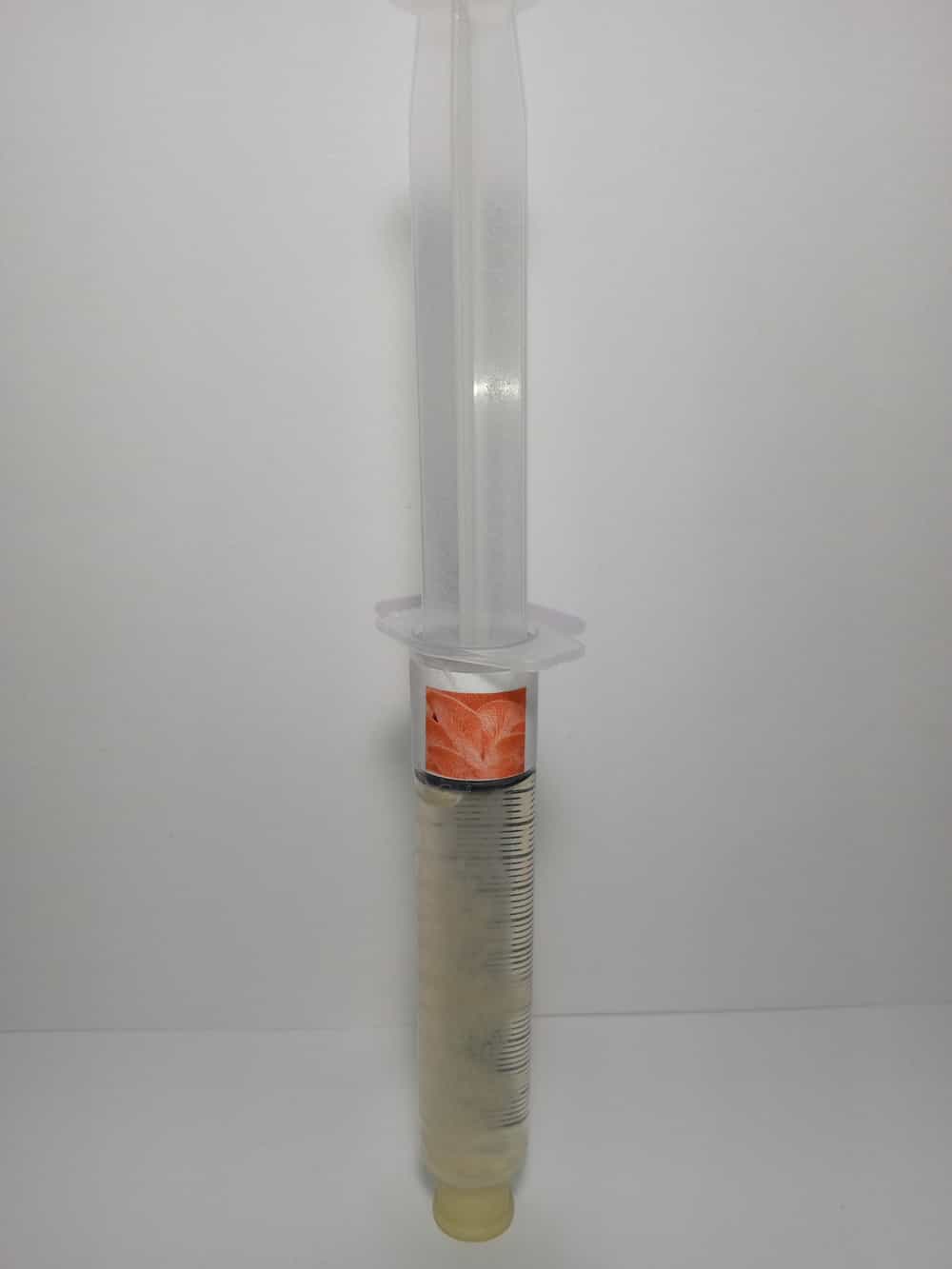 Pink Oyster Mushroom Mycelium Liquid Culture 12ml - Foraged