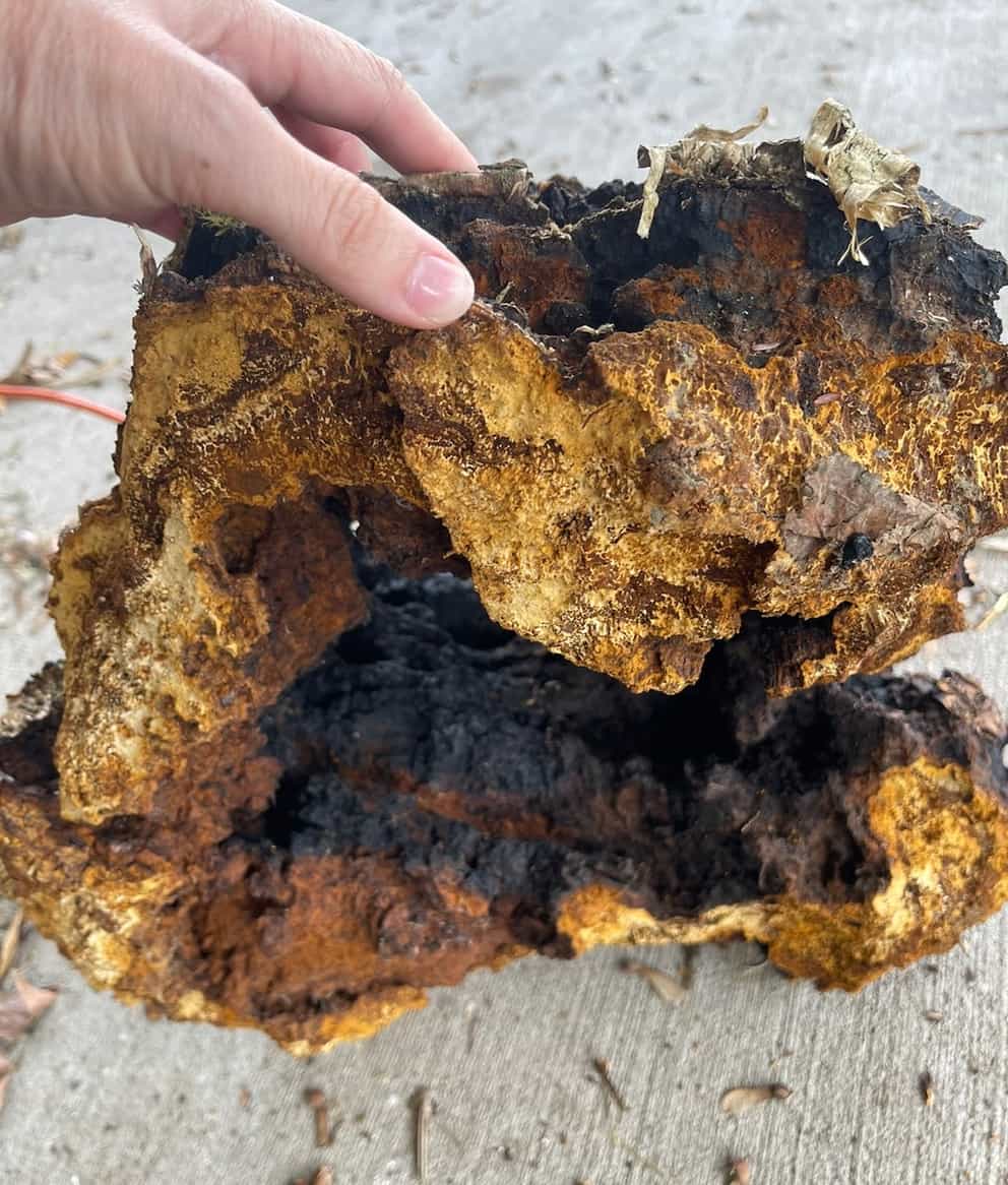 2023 Birch Chaga Mushroom Chunks Pennsylvania Wild Winter Harvested ...