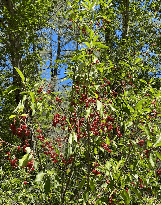 Chokecherry Seeds - Buy Online | Foraged