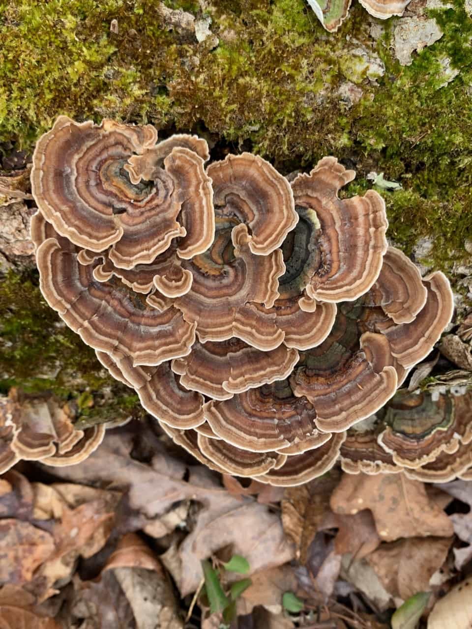 Wild Foraged Turkey Tail-Ground - Buy Online | Foraged