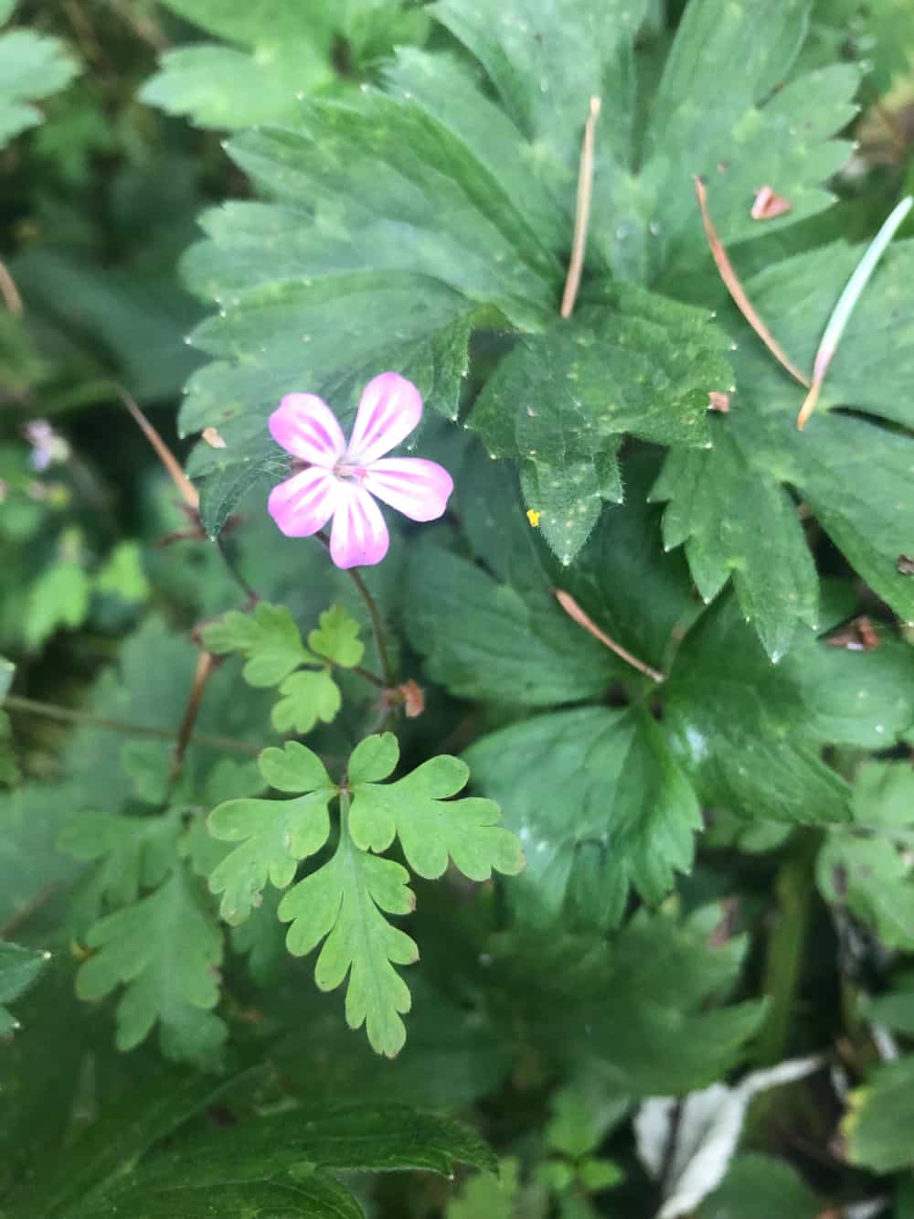 crane's bill geranium root- wild foraged and tinctured fresh - Buy ...