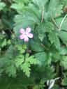 crane's bill geranium root- wild foraged and tinctured fresh - Buy ...