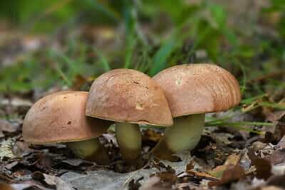 Dried Butter-foot Bolete Mushroom Halves - Buy Online | Foraged