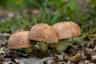Dried Butter-foot Bolete Mushroom Halves - Buy Online | Foraged