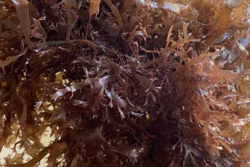 8lb Pacific Dulse Seaweed - Buy Online | Foraged