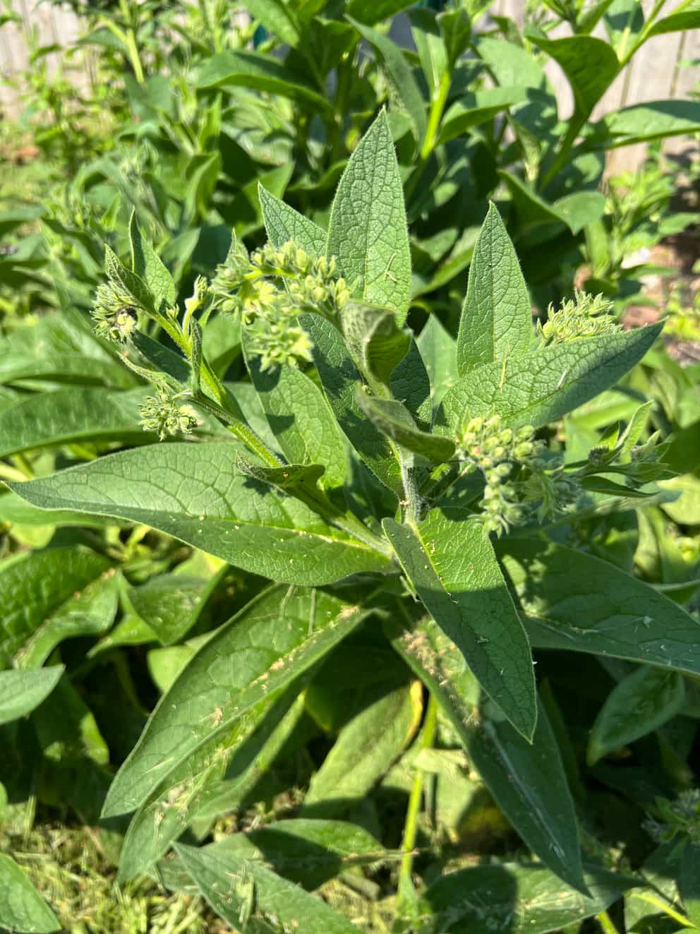 Common Comfrey, Fresh. Whole, leaves, flowers, on stalk - Buy Online ...