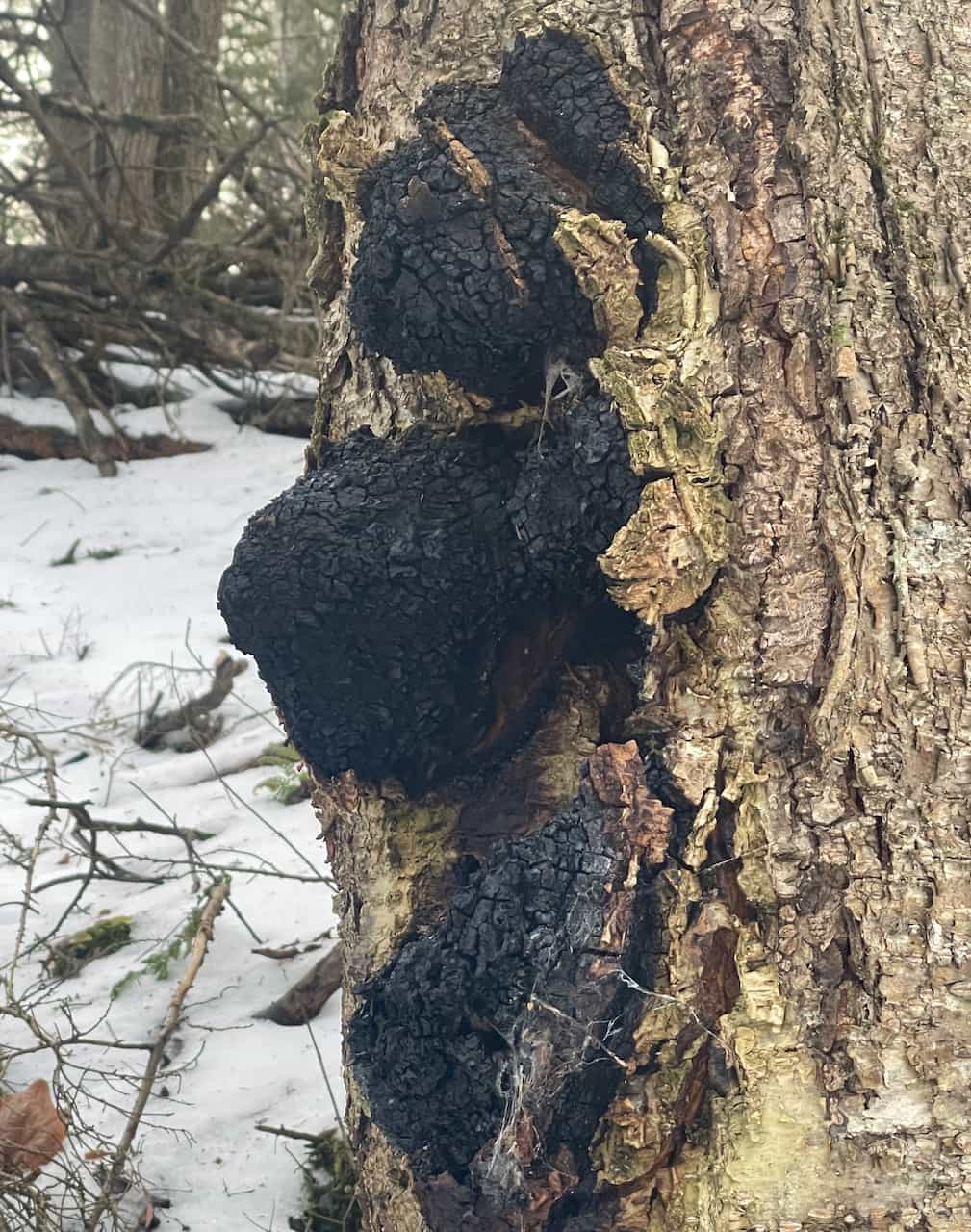 2023 Birch Chaga Mushroom Chunks Pennsylvania Wild Winter Harvested ...