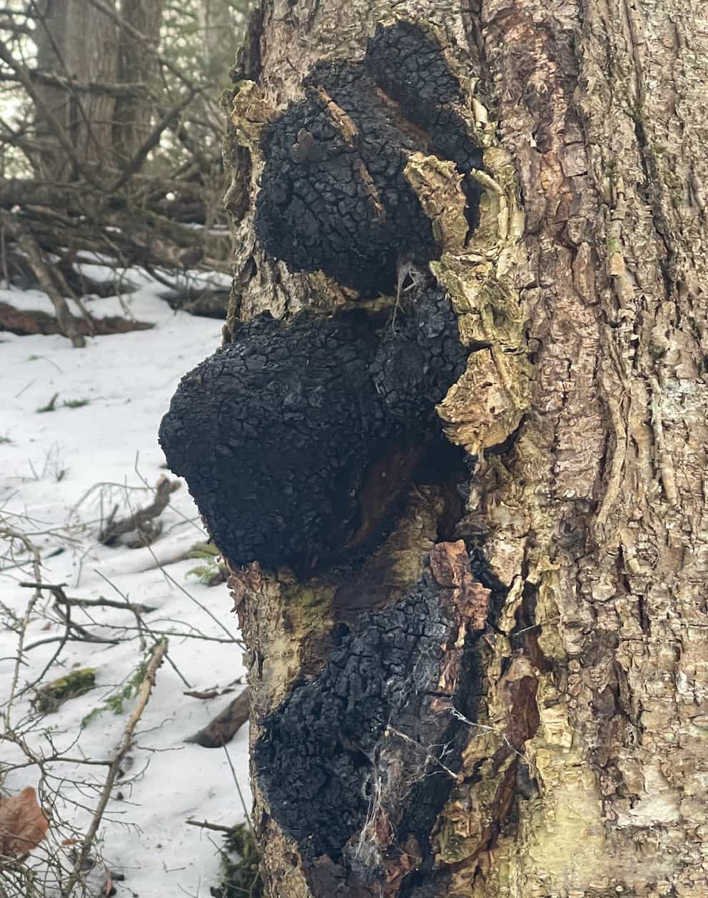 2023 Birch Chaga Mushroom Chunks Pennsylvania Wild Winter Harvested ...