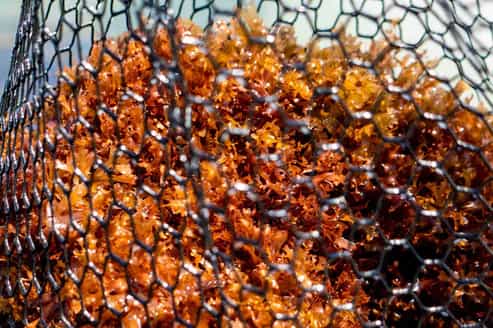 8lb Pacific Dulse Seaweed - Buy Online | Foraged