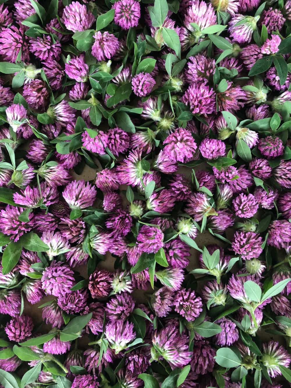 red clover- tinctured fresh and wild foraged - Buy Online | Foraged