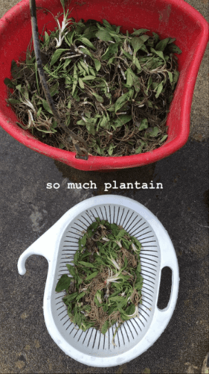 wild foraged plantain tincture- leaf + root tinctured fresh - Buy ...