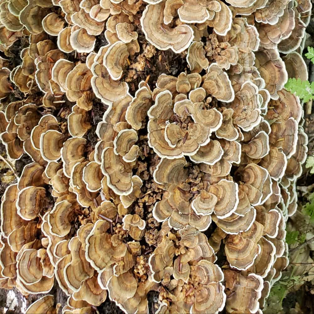 Dried Turkey Tail Mushrooms - 2 oz. Wild Turkey Tail - FREE SHIPPING ...