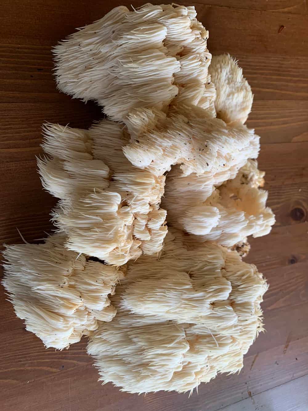 Fresh 1/2 lb Bears head Tooth Mushroom Foraged 10/9 - Buy Online | Foraged