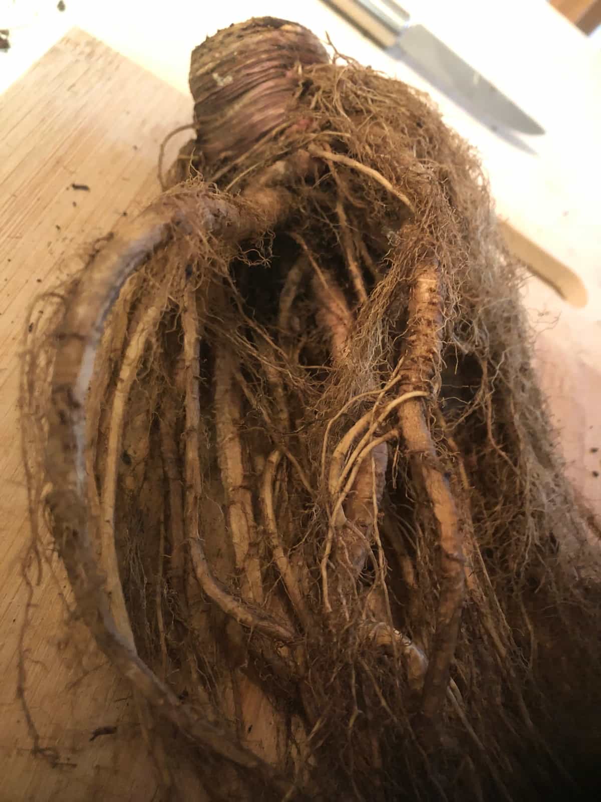 angelica root- home grown, dried + tinctured - Buy Online | Foraged